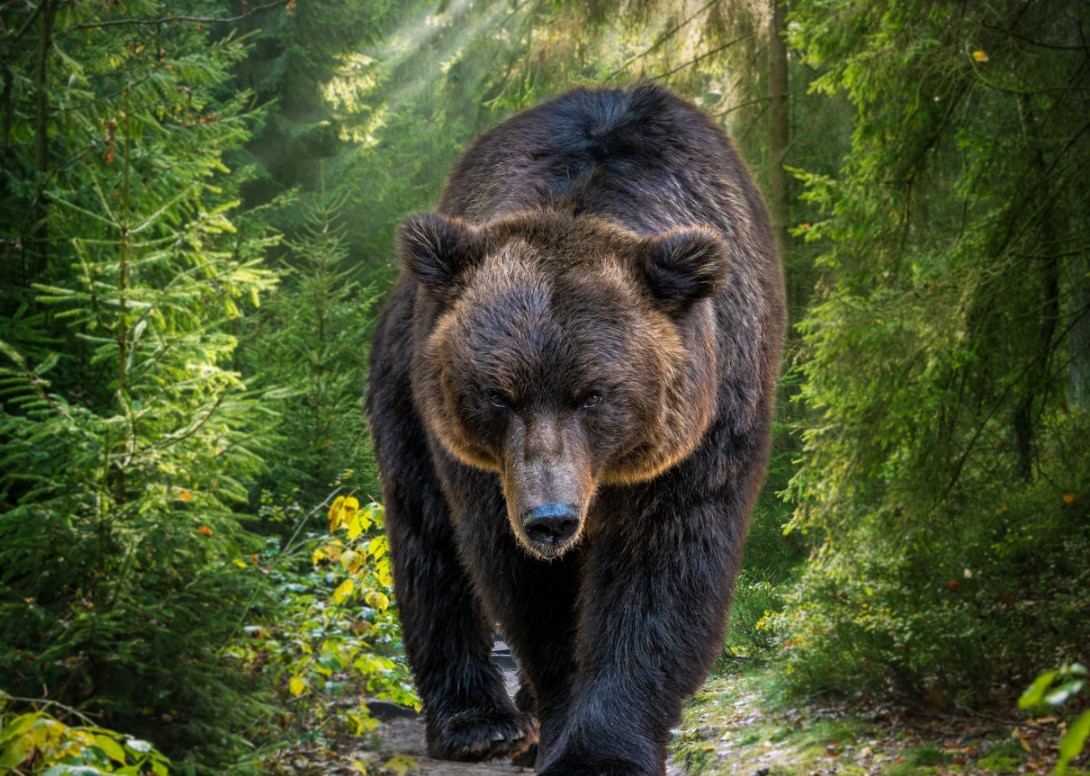 Decoding Dreams: What Does It Mean When You Dream About Animals ...